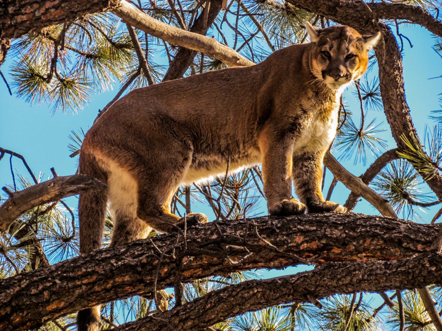 OUR WORK WITH COUGARS – Bodhi Wildlife Conservation Specialists