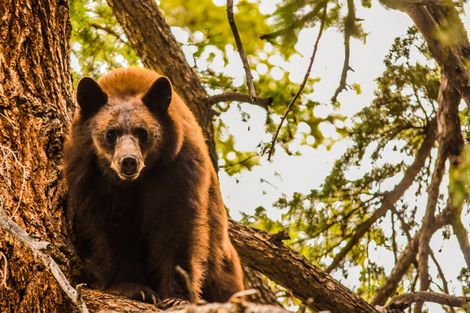 OUR WORK WITH BEARS – Bodhi Wildlife Conservation Specialists