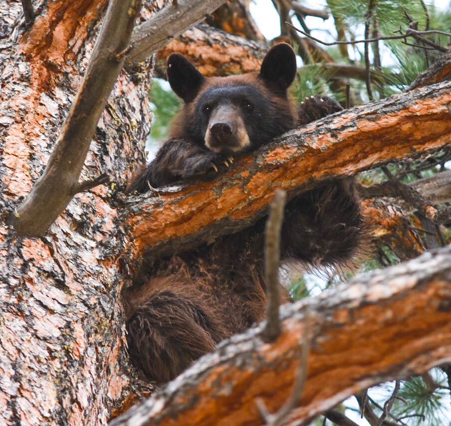 OUR WORK WITH BEARS – Bodhi Wildlife Conservation Specialists
