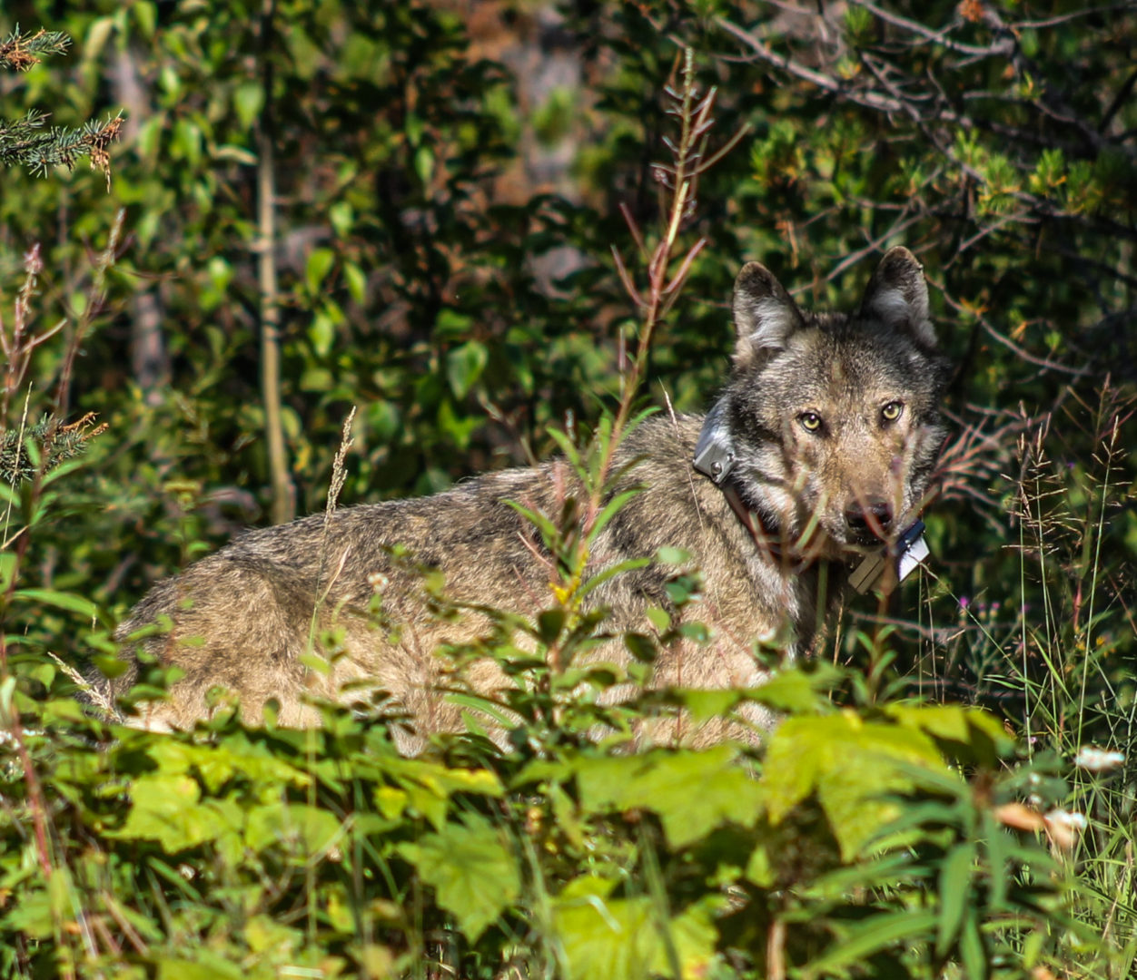 OUR WORK WITH WOLVES – Bodhi Wildlife Conservation Specialists