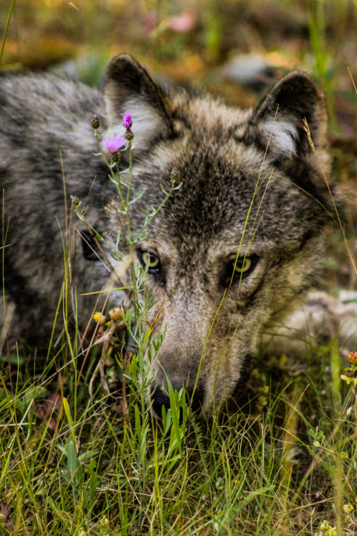 Bodhi Wildlife Conservation Specialists – We Capture Conservation