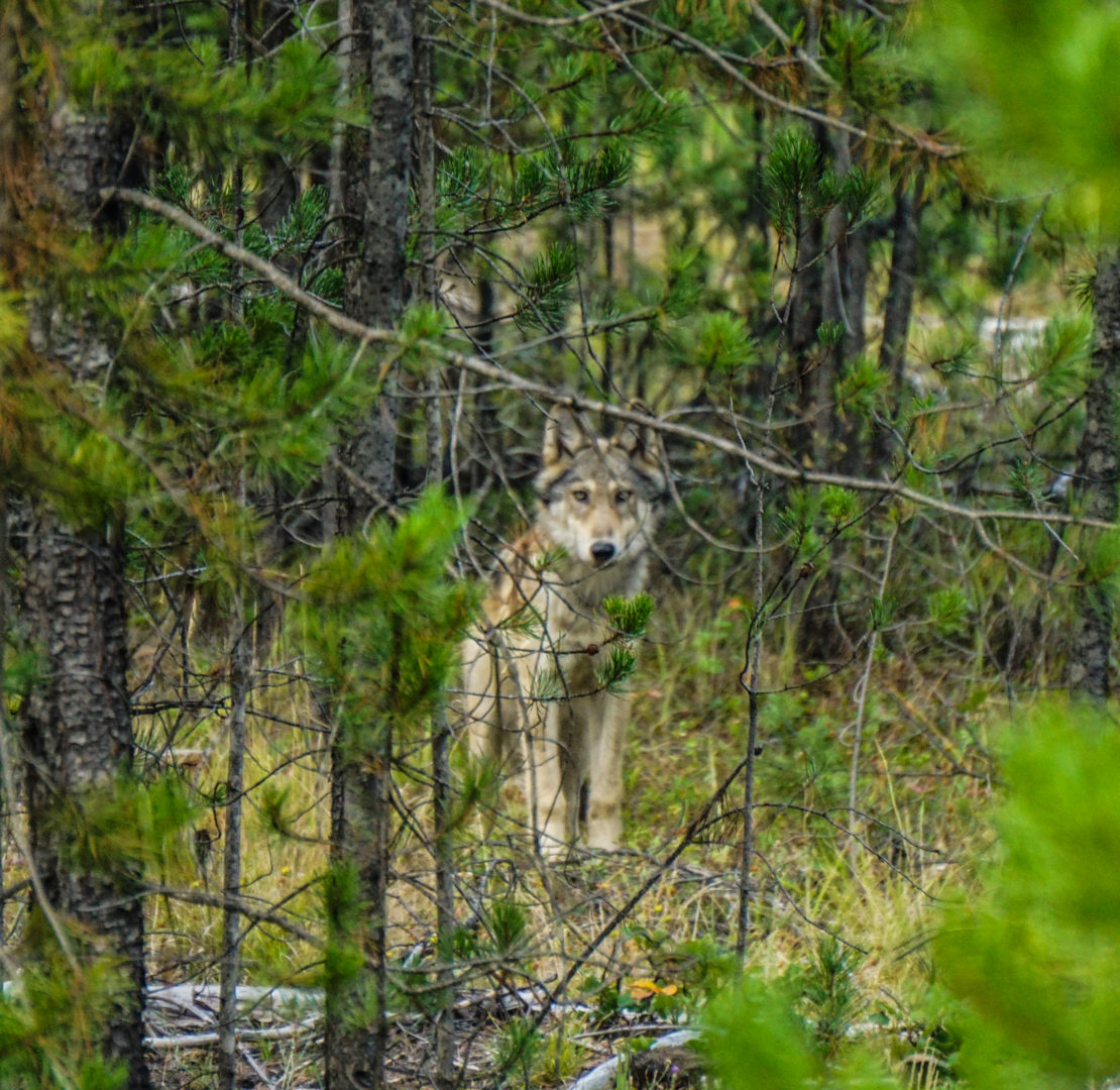 OUR WORK WITH WOLVES – Bodhi Wildlife Conservation Specialists