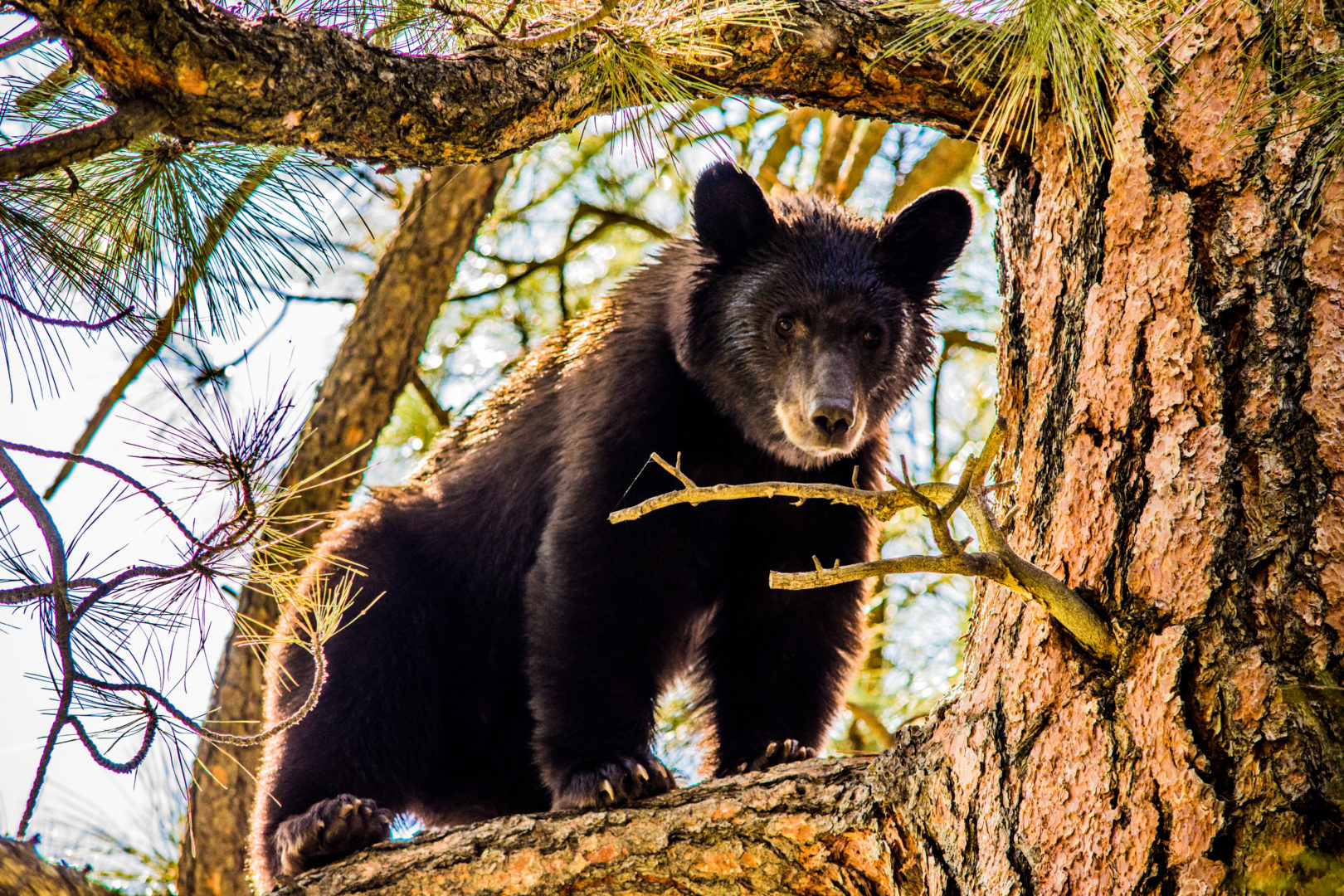 OUR WORK WITH BEARS – Bodhi Wildlife Conservation Specialists